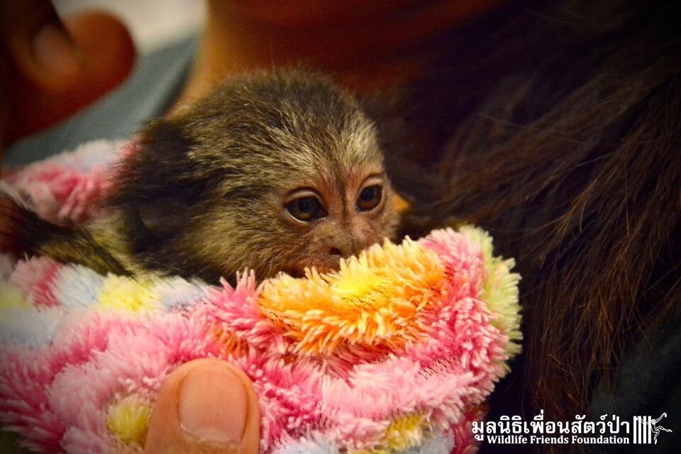 Tiny Baby Monkey Saved From Street Vendor Falls Into Just The Right ...