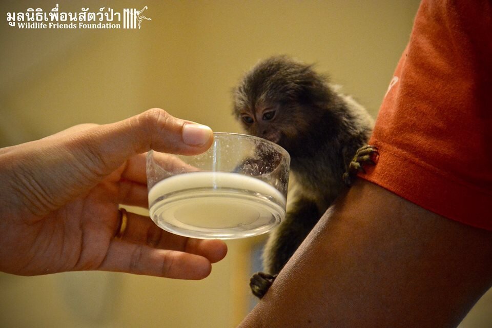 Tiny Baby Monkey Saved From Street Vendor Falls Into Just The Right ...