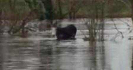 Donkey Who Nearly Died In Flood Breaks Into A Grin When He's Rescued ...