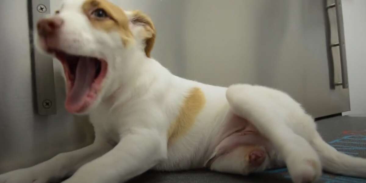 Dog Who Got New Legs Loves To Run Again - The Dodo