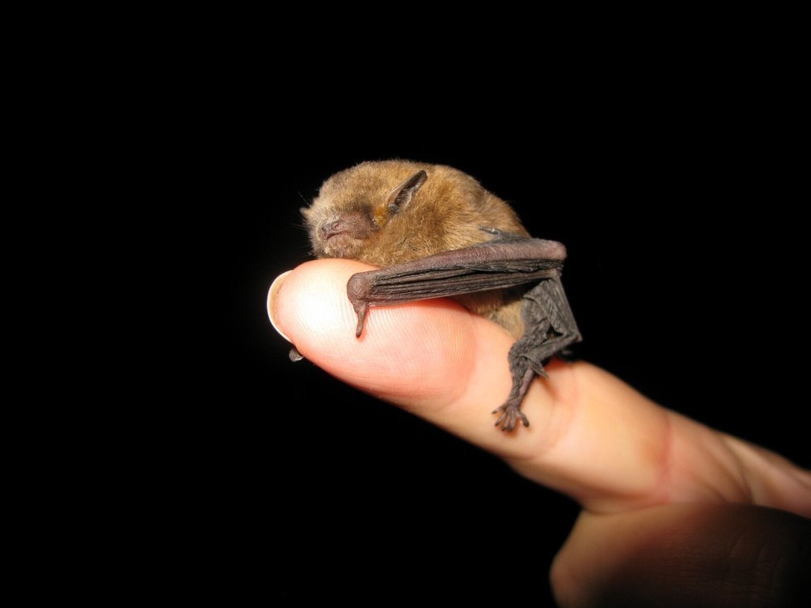 Climate Change Could Silence Bats - The Dodo