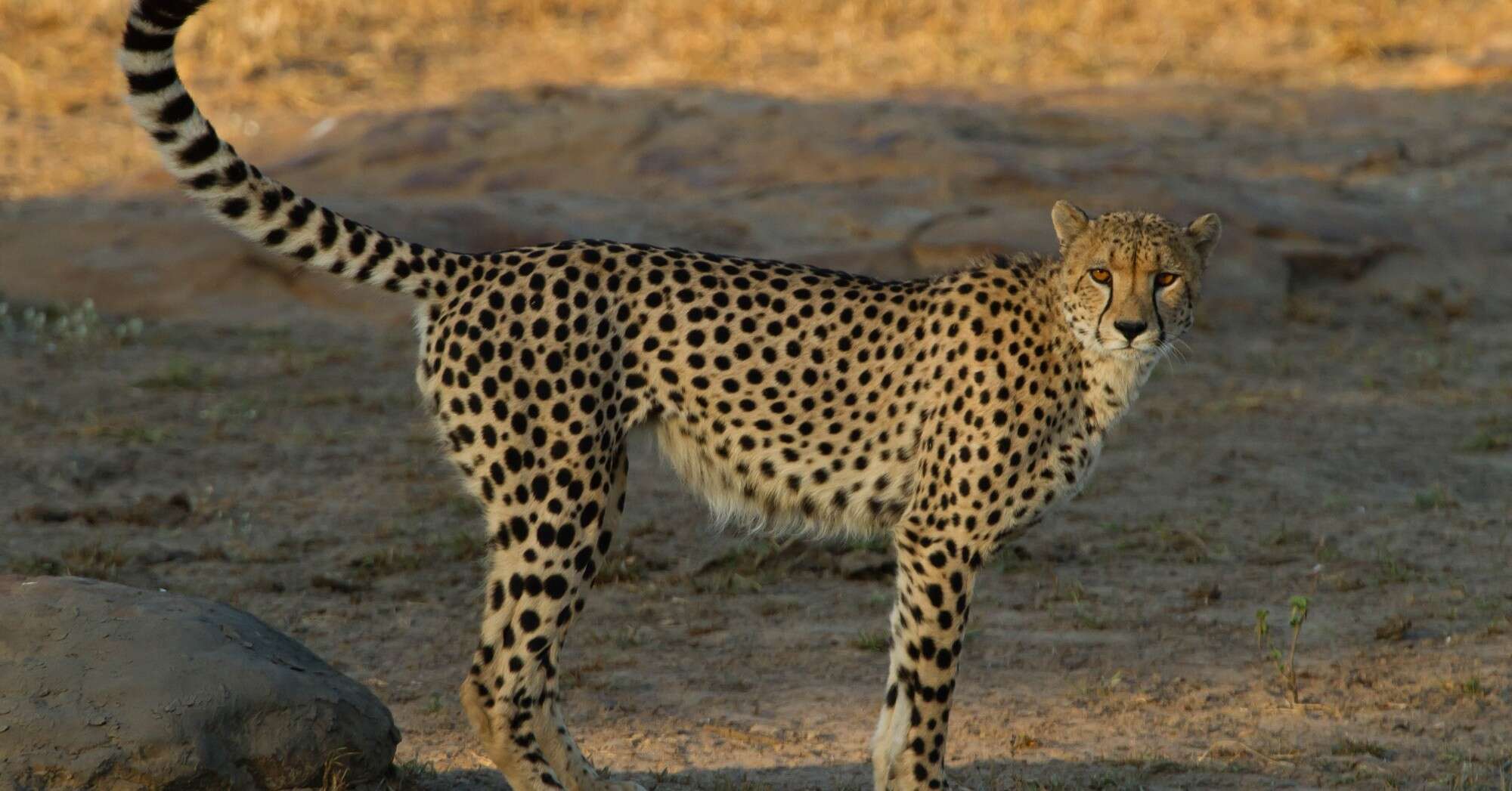 Cheetahs Are Going Extinct And No One Is Talking About It - The Dodo