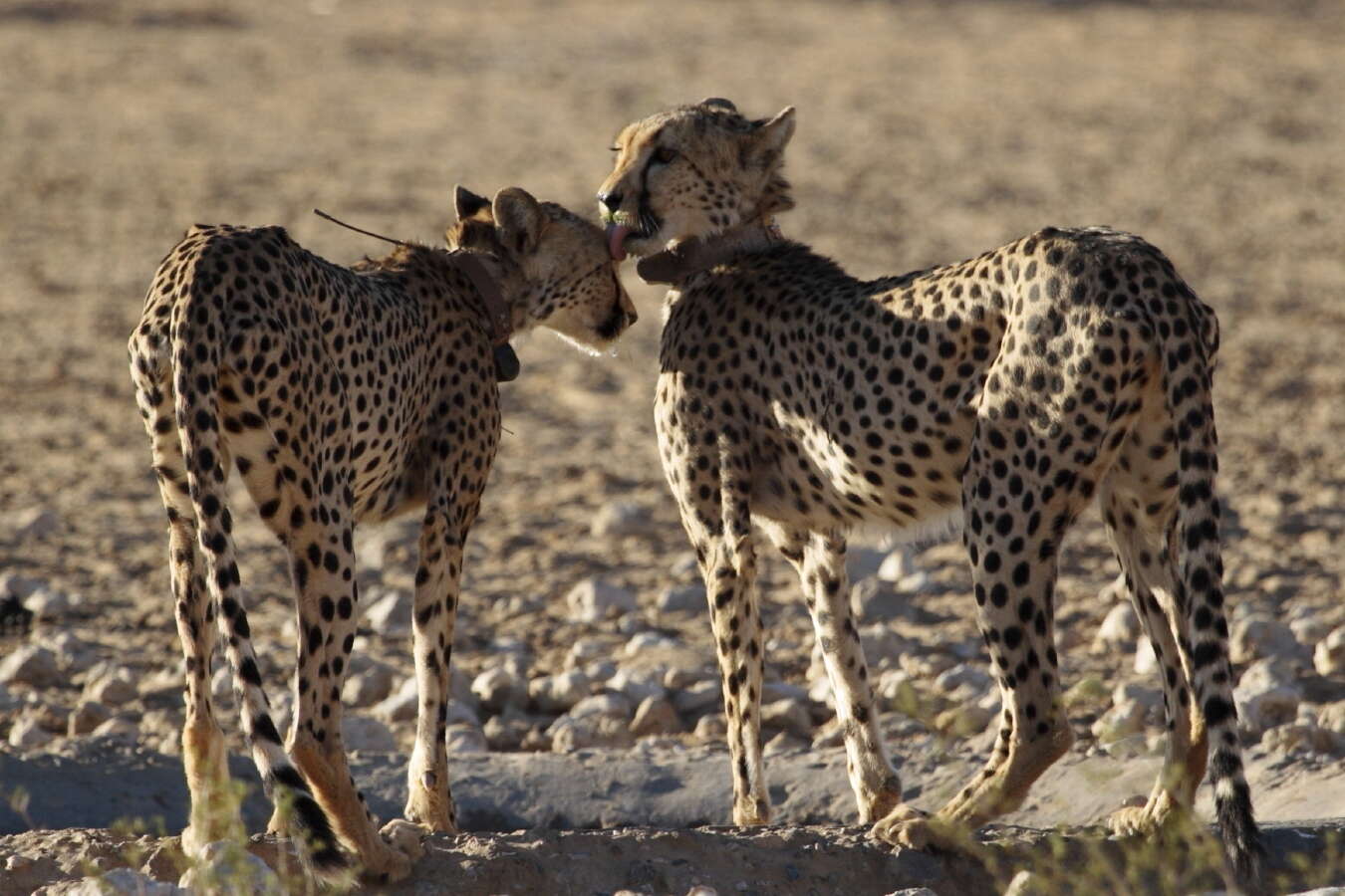 Cheetahs Are Going Extinct And No One Is Talking About It - The Dodo