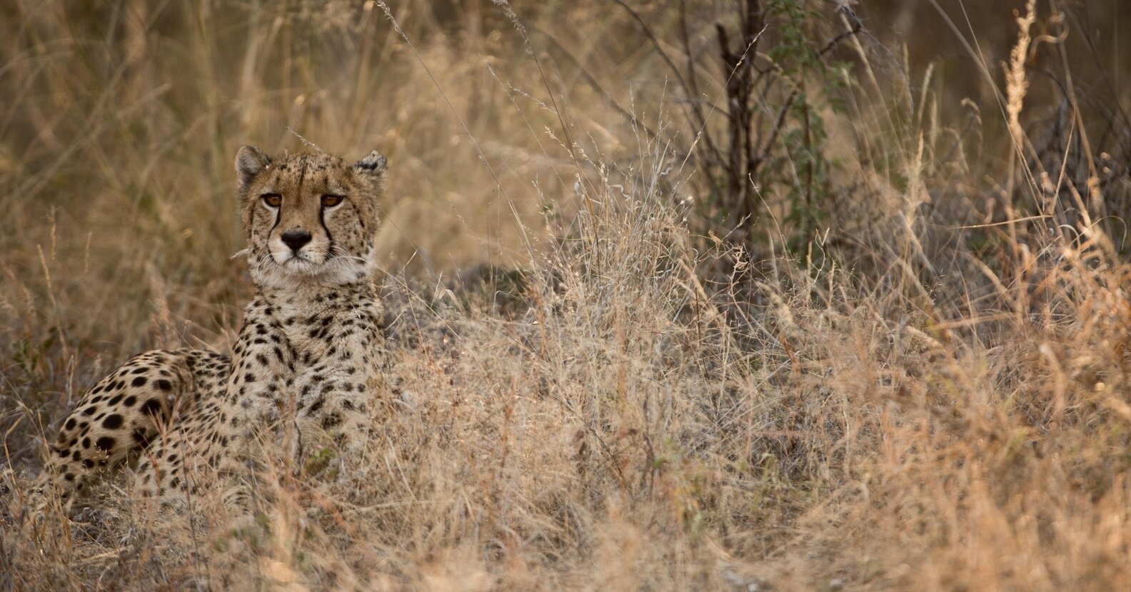 Cheetahs Are Going Extinct And No One Is Talking About It - The Dodo