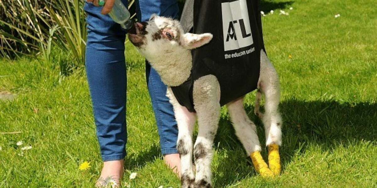 This Disabled Lamb Is Learning To Walk With A Homemade Baby Bouncer ...