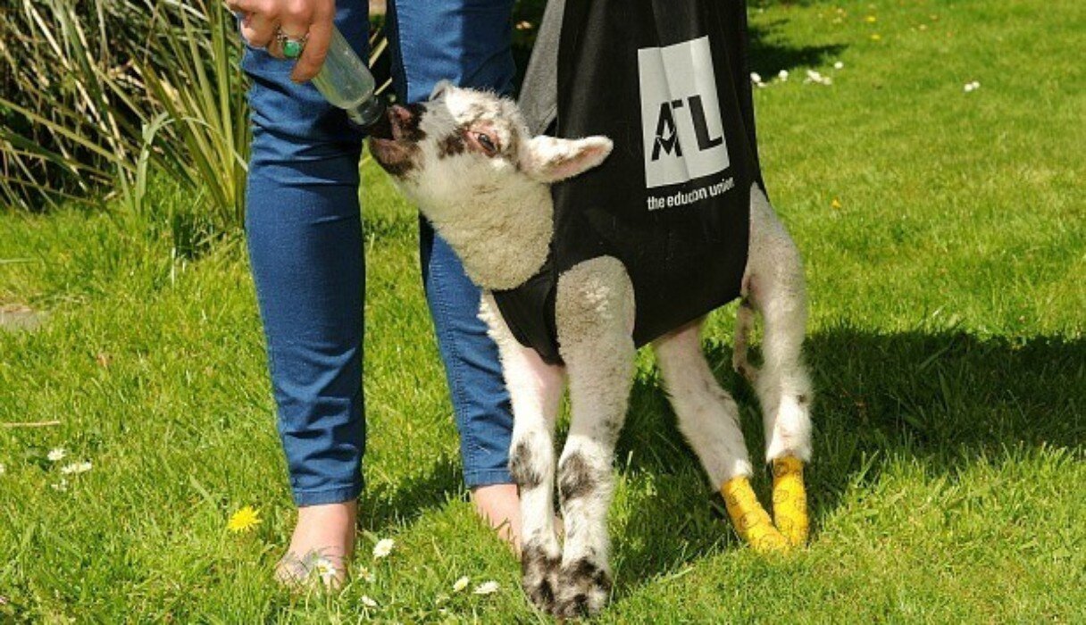 This Disabled Lamb Is Learning To Walk With A Homemade Baby Bouncer ...