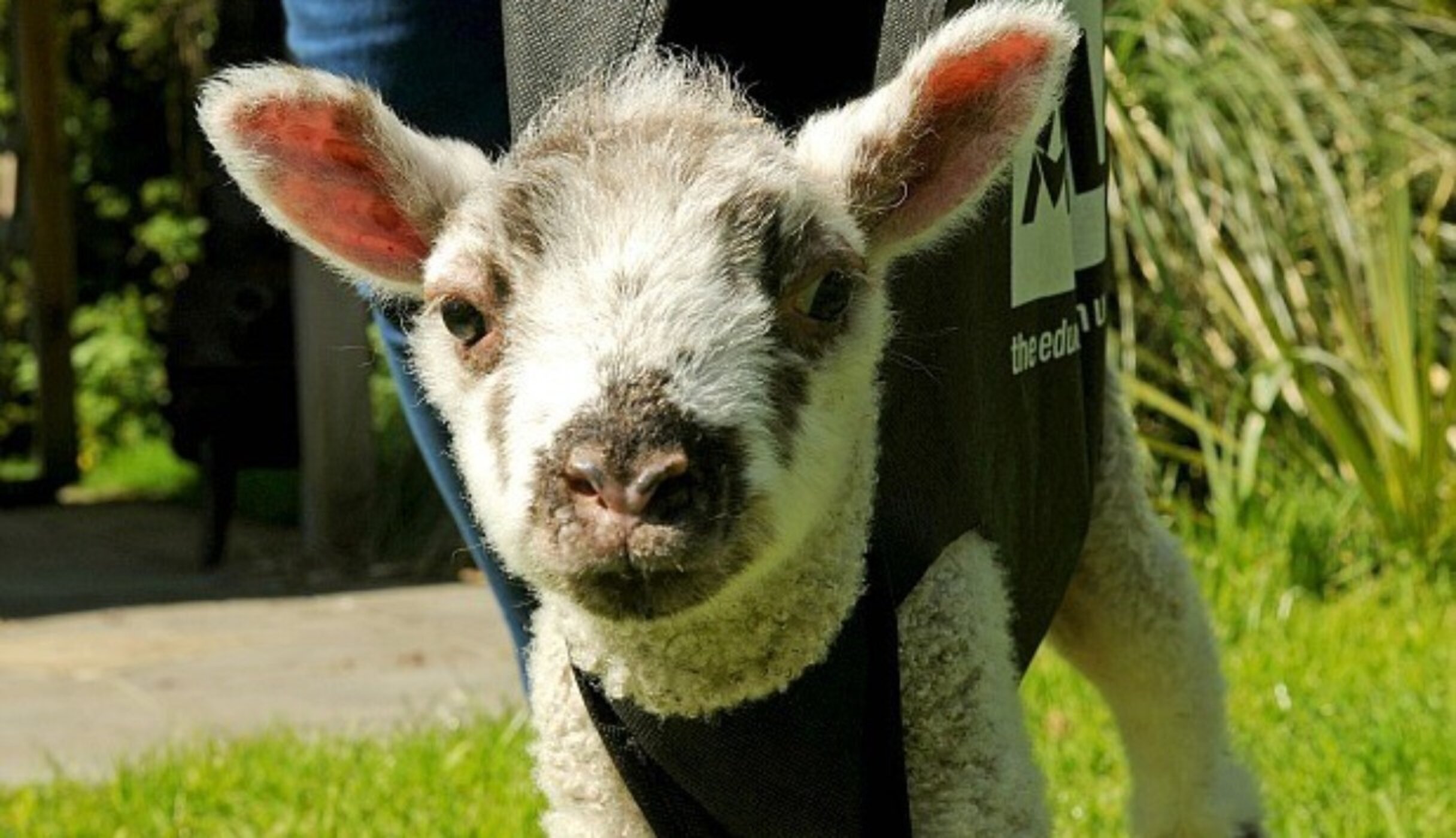 This Disabled Lamb Is Learning To Walk With A Homemade Baby Bouncer ...