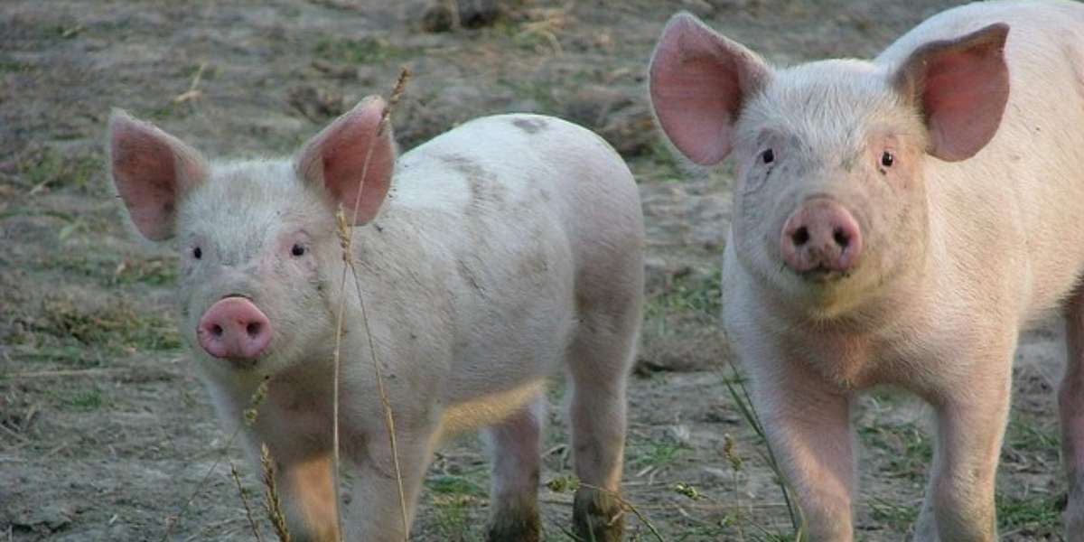 Upending My Life With Pigs And Shaking It Out - The Dodo