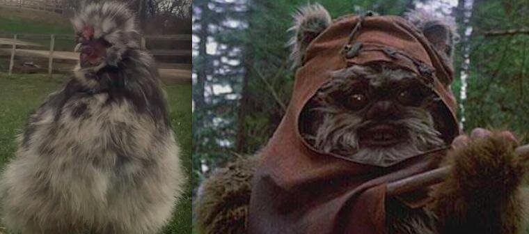 We're Pretty Sure This Animal IS Ewok. No, We're Positive. - The Dodo
