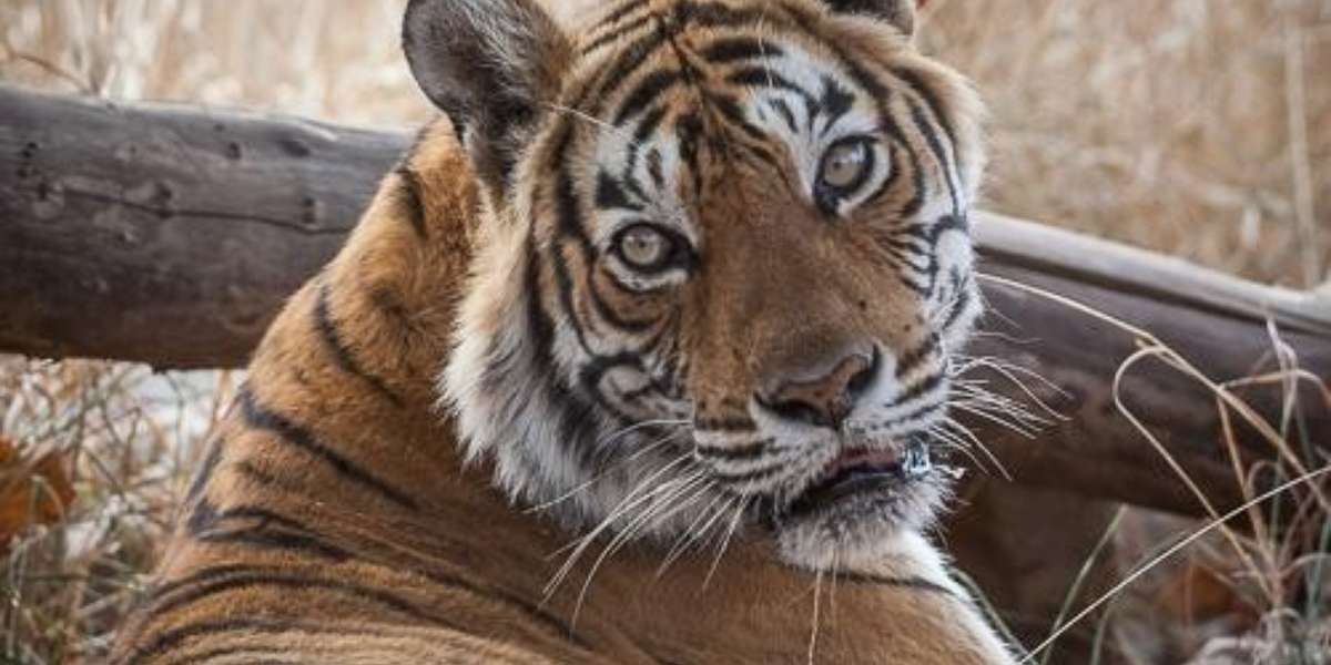 Take Action to Ensure the World's Most Famous Wild Tigress is NOT ...