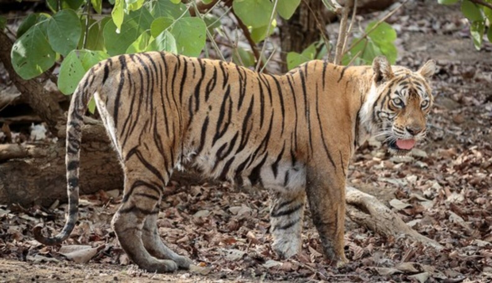 Take Action to Ensure the World's Most Famous Wild Tigress is NOT ...