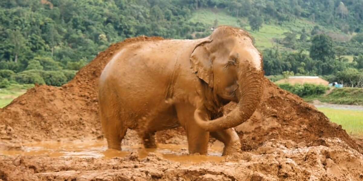 Senior Elephants Rescued After 8 Decades Of Giving Rides - The Dodo