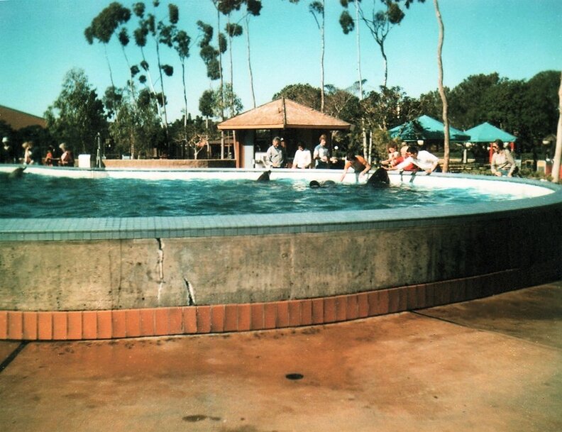 Blackfish Revisited - The Dodo