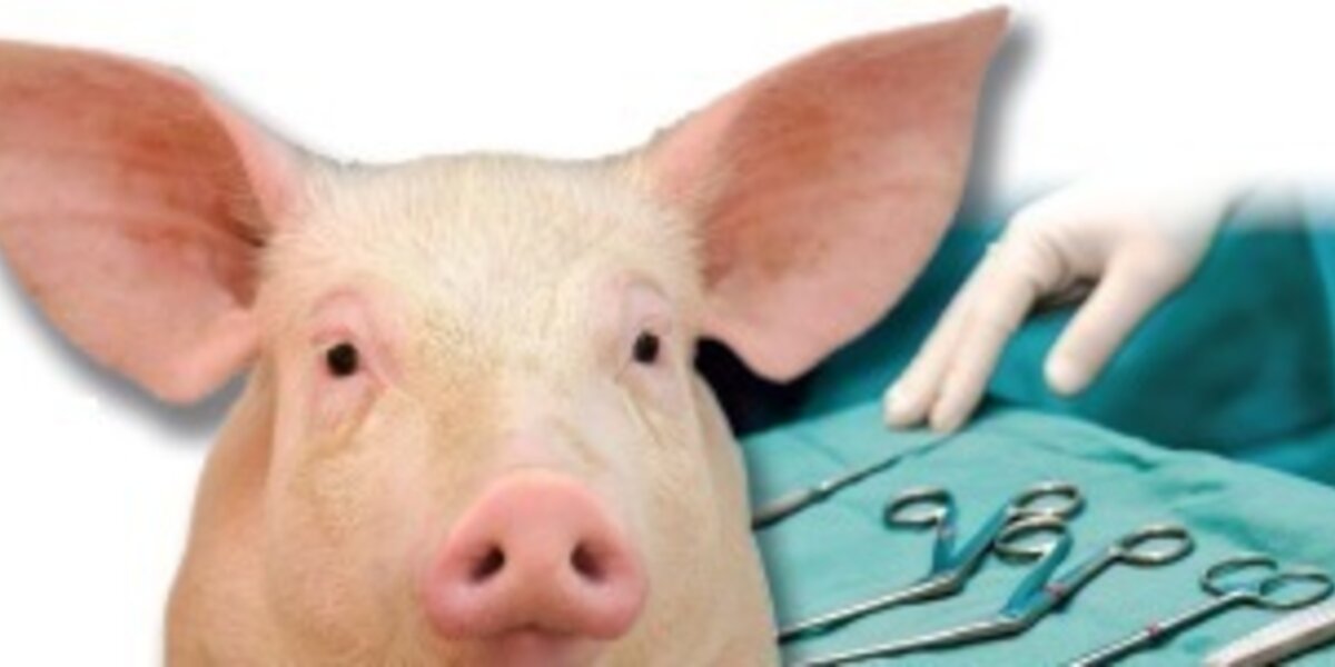 2 Lone Schools Continue Archaic Practice Of Live Animal Testing - The Dodo