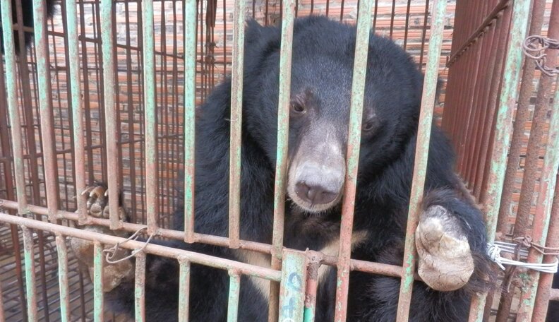 Breakthrough: Sick Bears Rescued From Life Of Torture - The Dodo