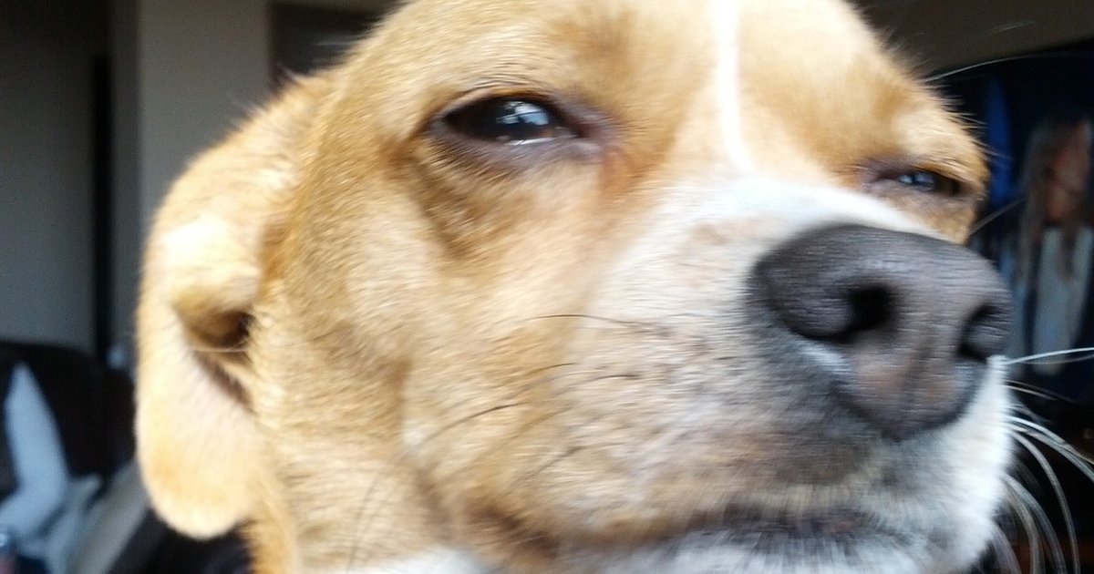 Dogs Can Sense That Someone Might Be A Psychopath - The Dodo