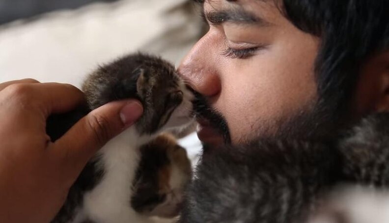 Sweet Foster Dad Steps In To Save The Lives Of 5 Little Kittens - The Dodo