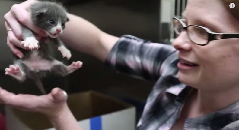 Sweet Foster Dad Steps In To Save The Lives Of 5 Little Kittens - The Dodo