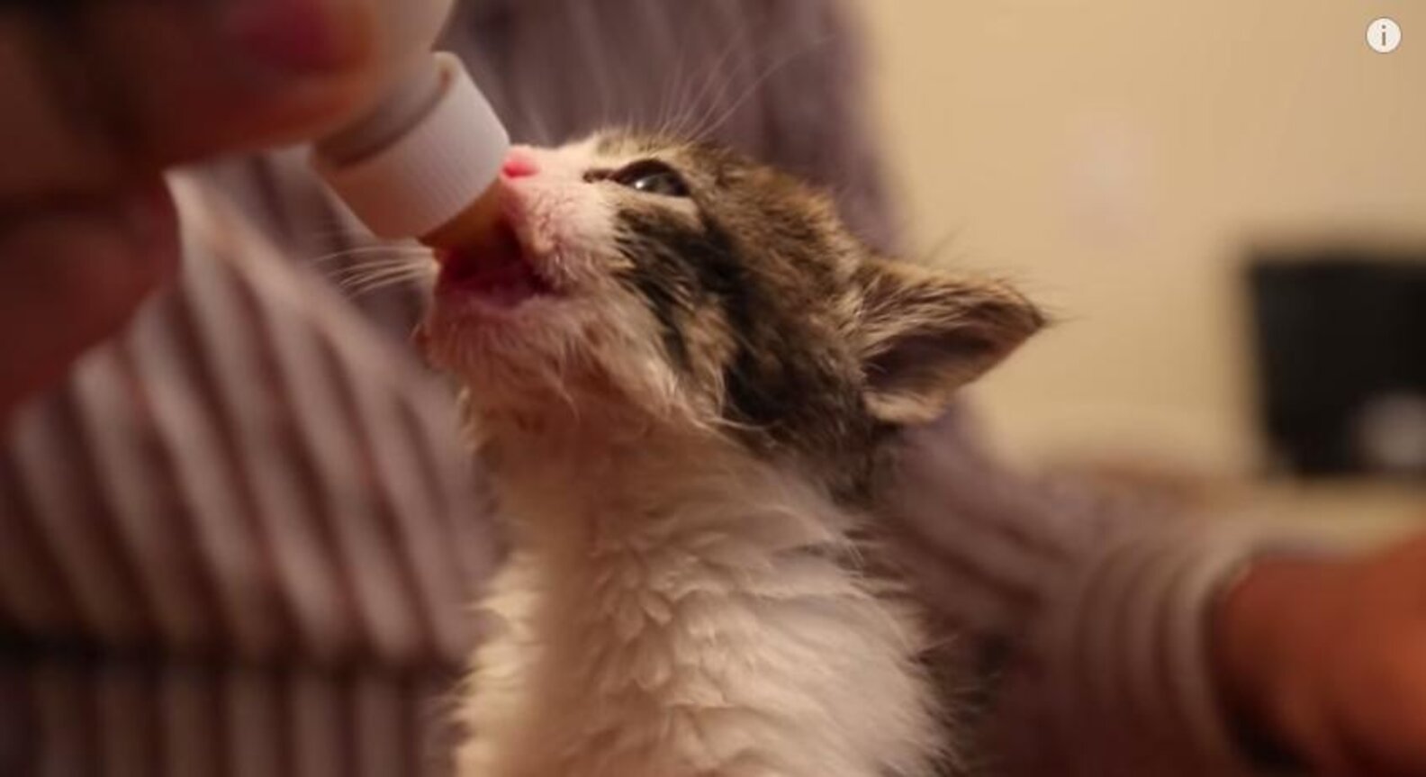 Sweet Foster Dad Steps In To Save The Lives Of 5 Little Kittens - The Dodo