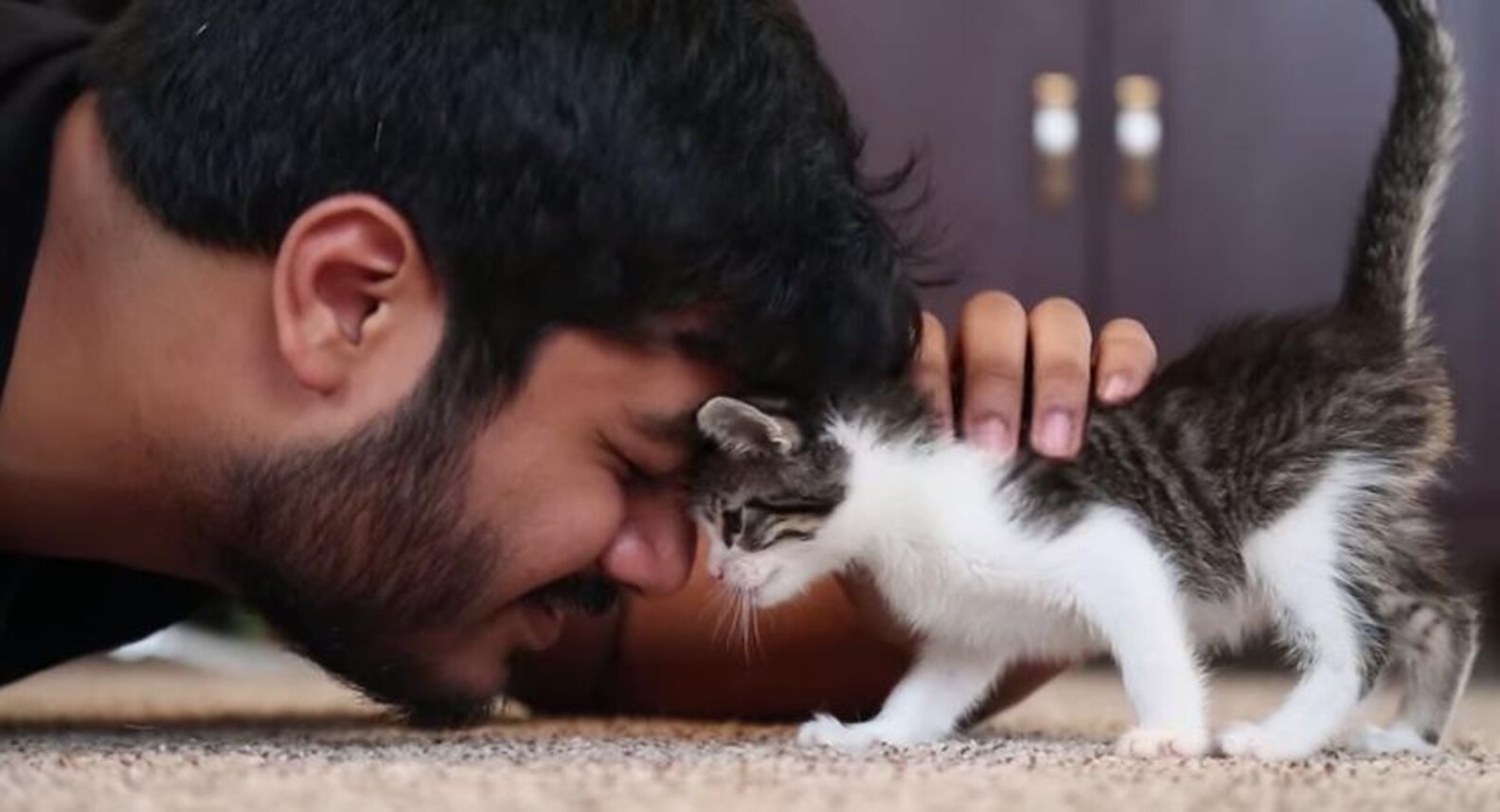 Sweet Foster Dad Steps In To Save The Lives Of 5 Little Kittens - The Dodo