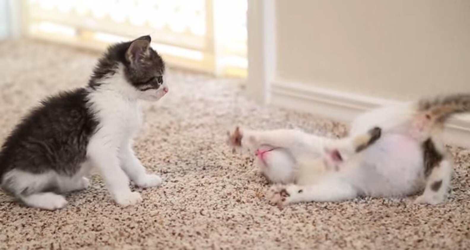 Sweet Foster Dad Steps In To Save The Lives Of 5 Little Kittens - The Dodo