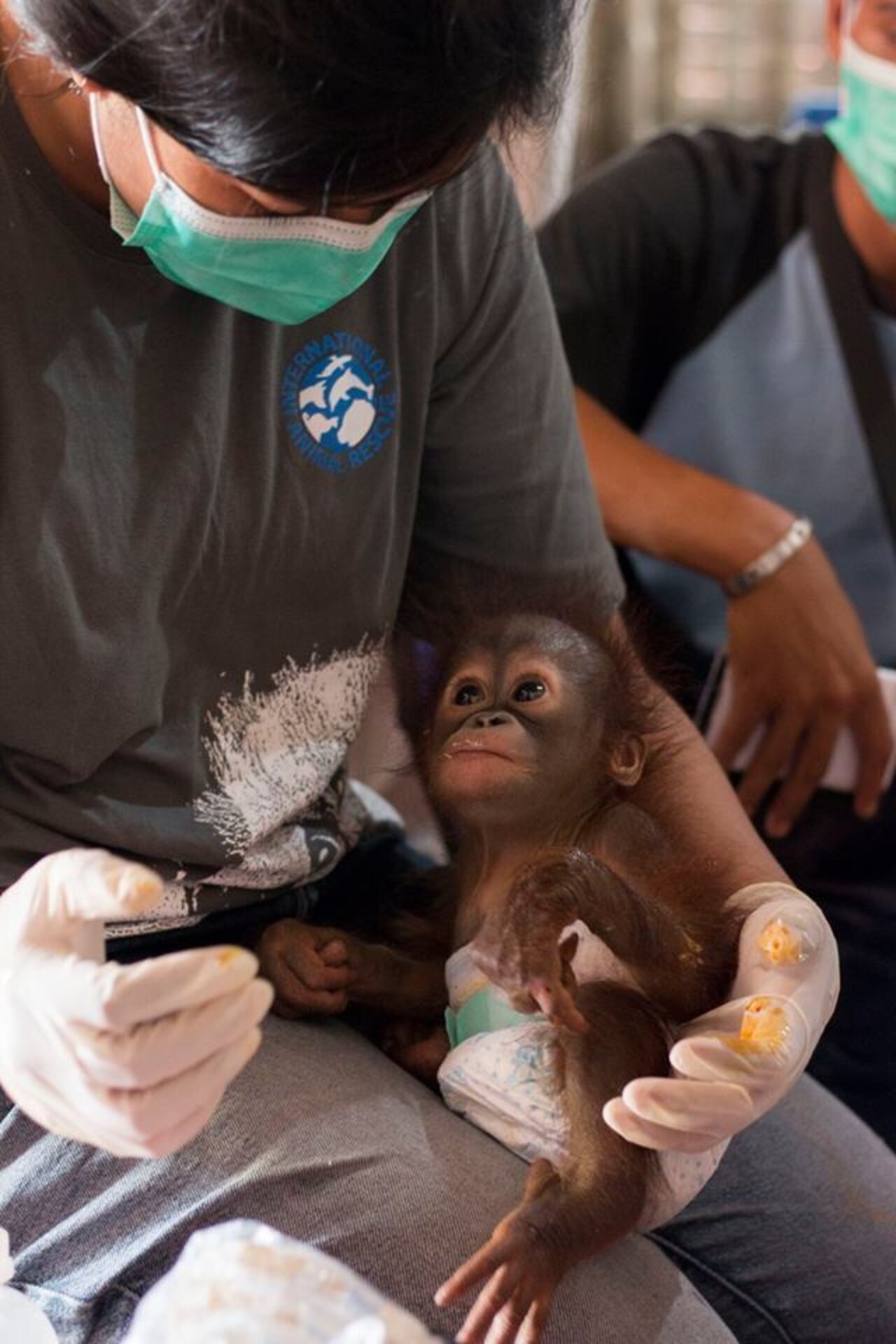 Infant Orangutan Clings To Rescuers' Hands After Being Found Alone ...