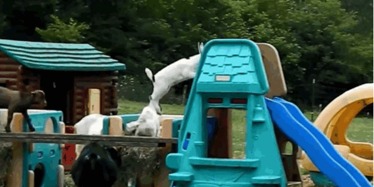 Baby Goats Frolicking On Playground Are Having The Best Day Ever - The Dodo
