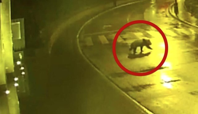 Polite Panda Seen Using Crosswalk On Evening Stroll Through Town - The Dodo