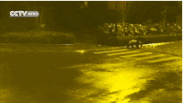 Polite Panda Seen Using Crosswalk On Evening Stroll Through Town - The Dodo