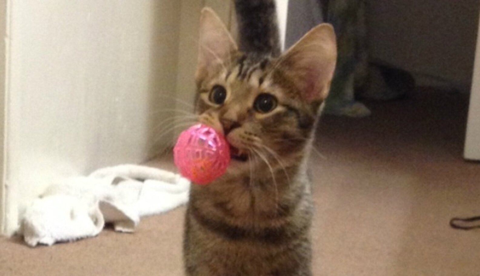 16 Pets Who Are Having A Bit Of An Identity Crisis - The Dodo