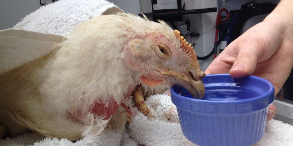 Helen: The Brave Hen Who Escaped Slaughter - The Dodo