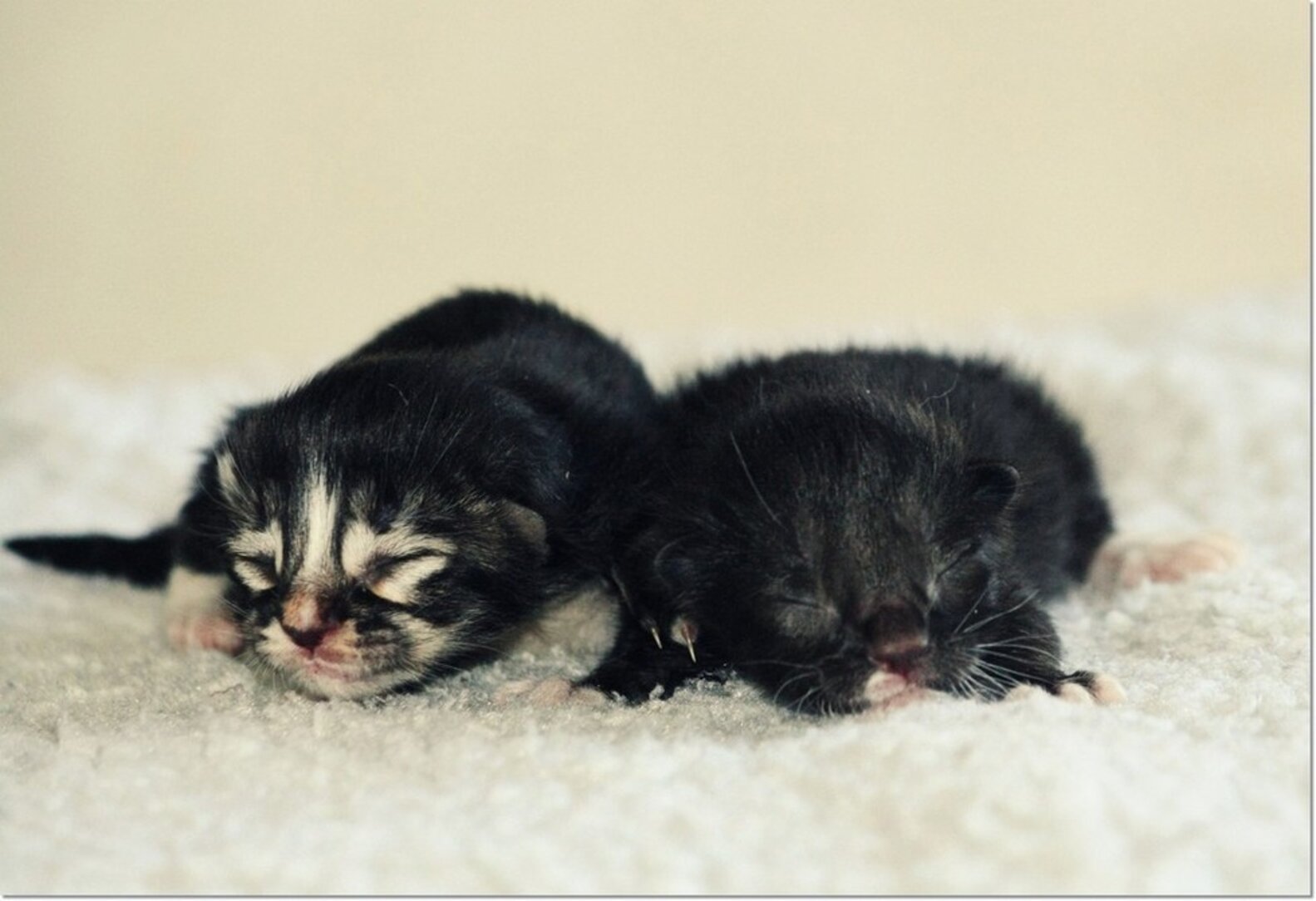 6 Things Cats Do That Show They Love You - The Dodo