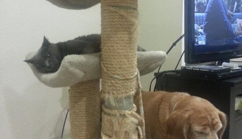 16 Pets Who Are Having A Bit Of An Identity Crisis - The Dodo