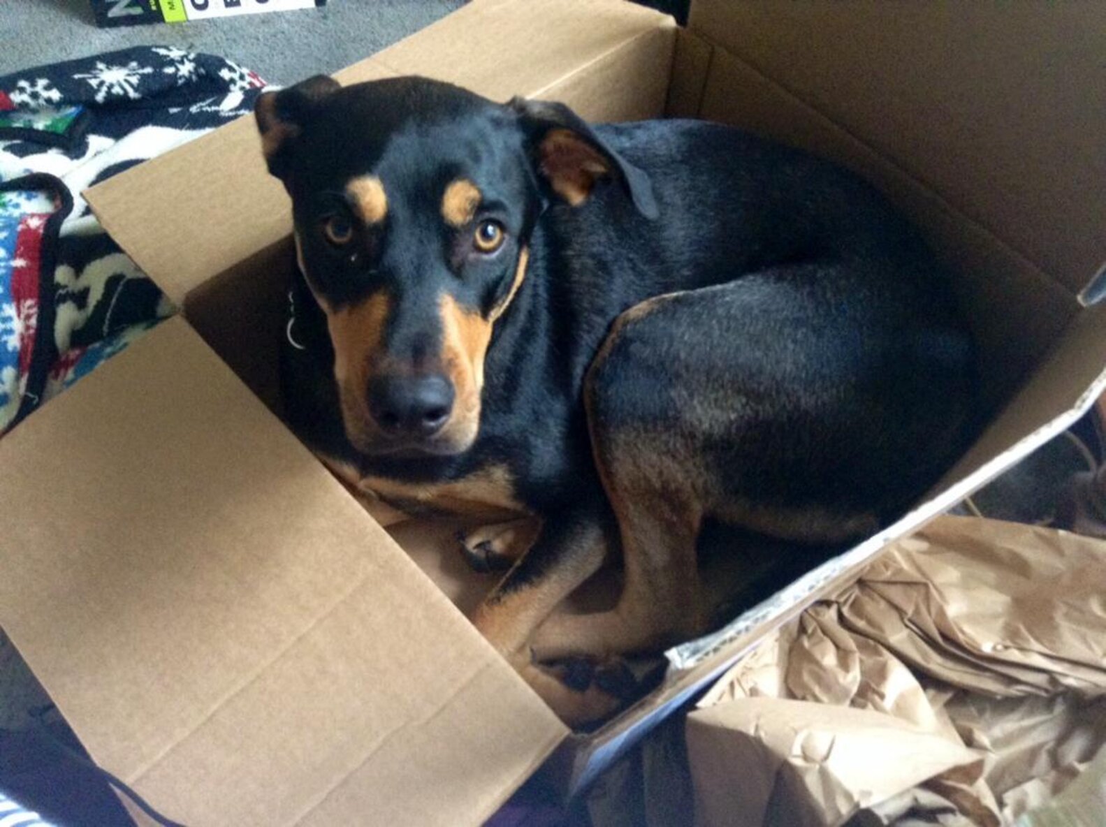 16 Pets Who Are Having A Bit Of An Identity Crisis - The Dodo