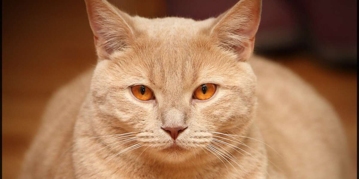 If Cats Edited These 9 Books... - The Dodo