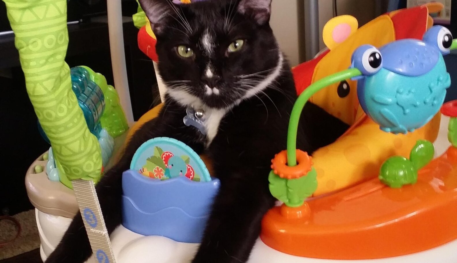 16 Pets Who Are Having A Bit Of An Identity Crisis - The Dodo