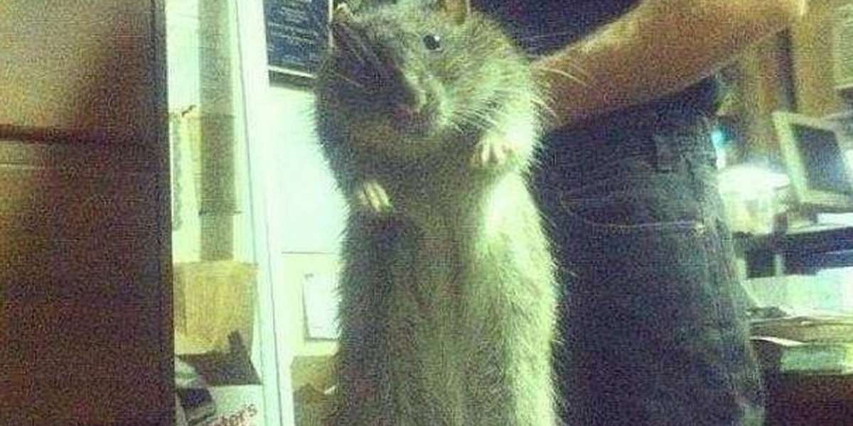 Yes, Dog-Sized Rats Actually Exist - The Dodo