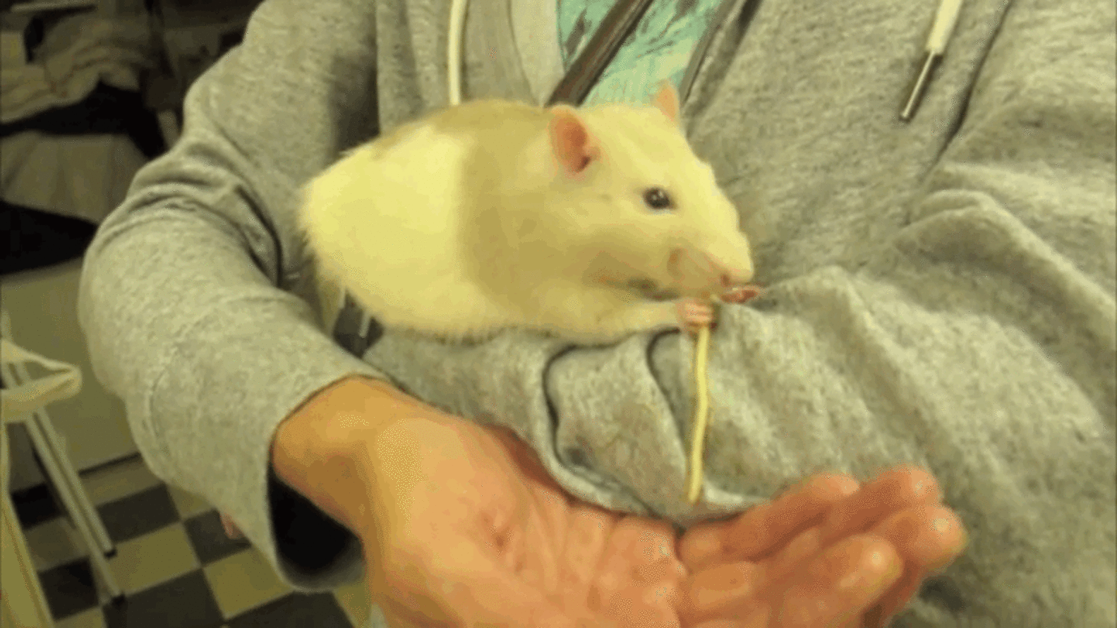 9 Incredible Rats Demonstrate Why Every Rat Should Be Eating Spaghetti ...