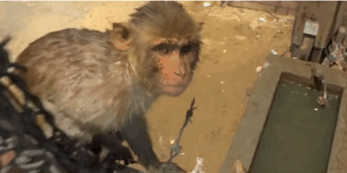 These Dive-Bombing Monkeys Take Cooling Off To The EXTREME - The Dodo