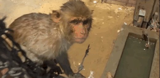 These Dive-Bombing Monkeys Take Cooling Off To The EXTREME - The Dodo