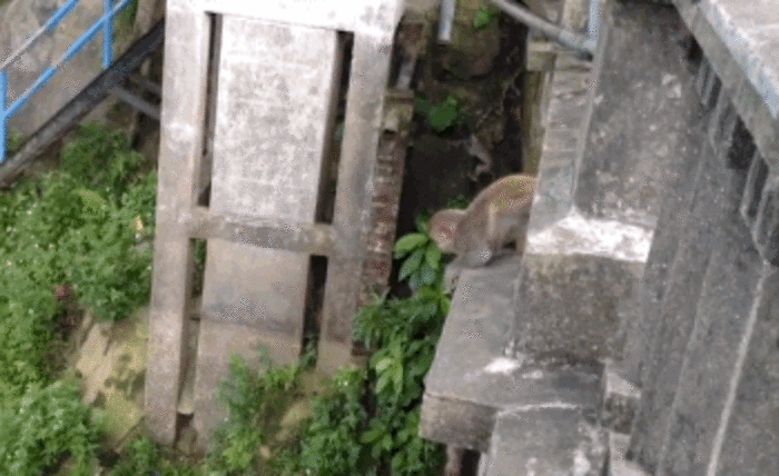 These Dive-Bombing Monkeys Take Cooling Off To The EXTREME - The Dodo