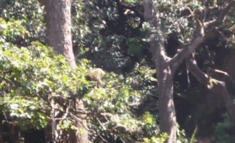 These Dive-Bombing Monkeys Take Cooling Off To The EXTREME - The Dodo