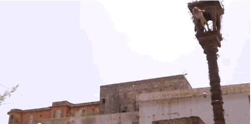 These Dive-Bombing Monkeys Take Cooling Off To The EXTREME - The Dodo