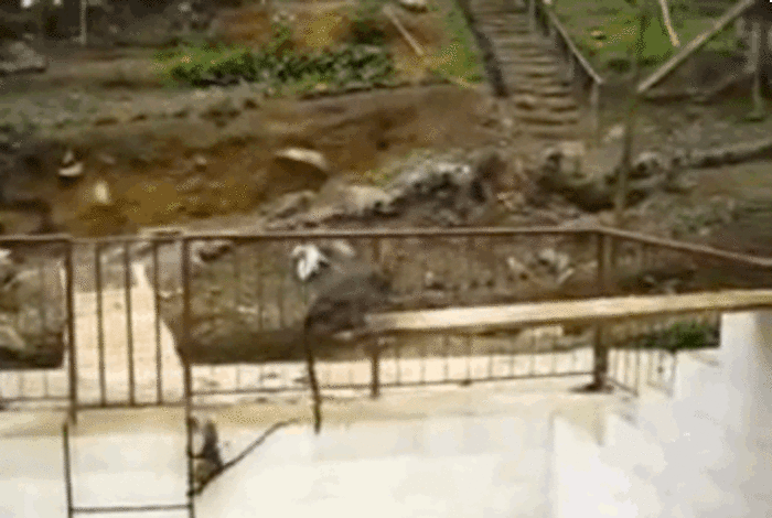 These Dive-Bombing Monkeys Take Cooling Off To The EXTREME - The Dodo