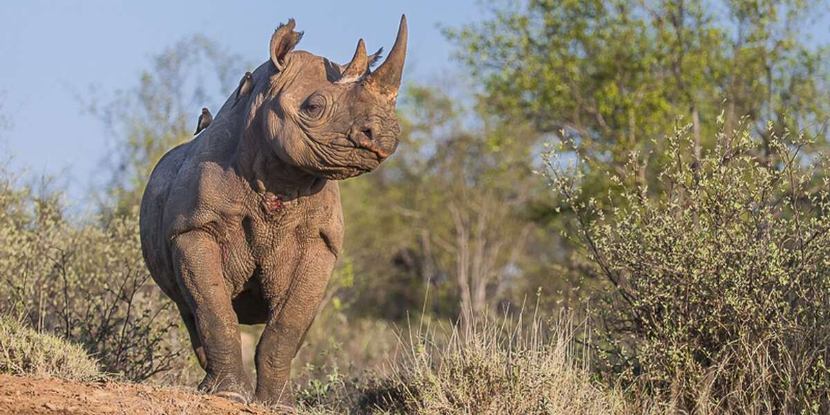 Ntombi's DNA might save her entire species. - The Dodo