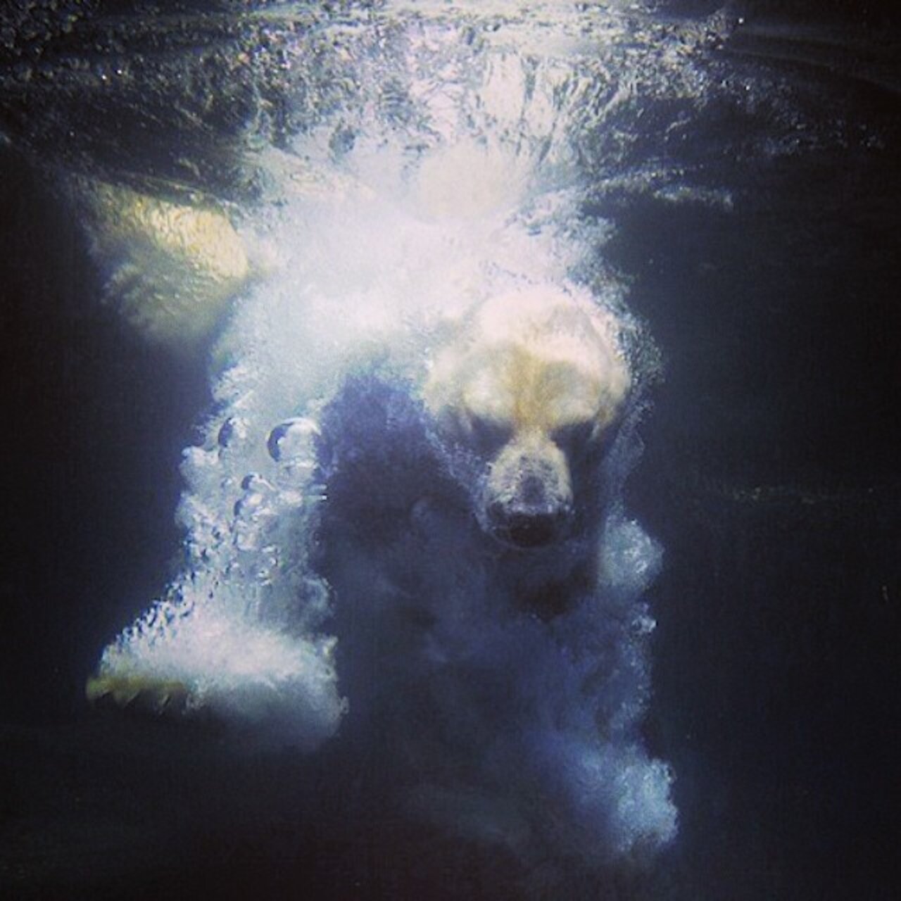 Polar dunk. Photo by @fladeboe - The Dodo