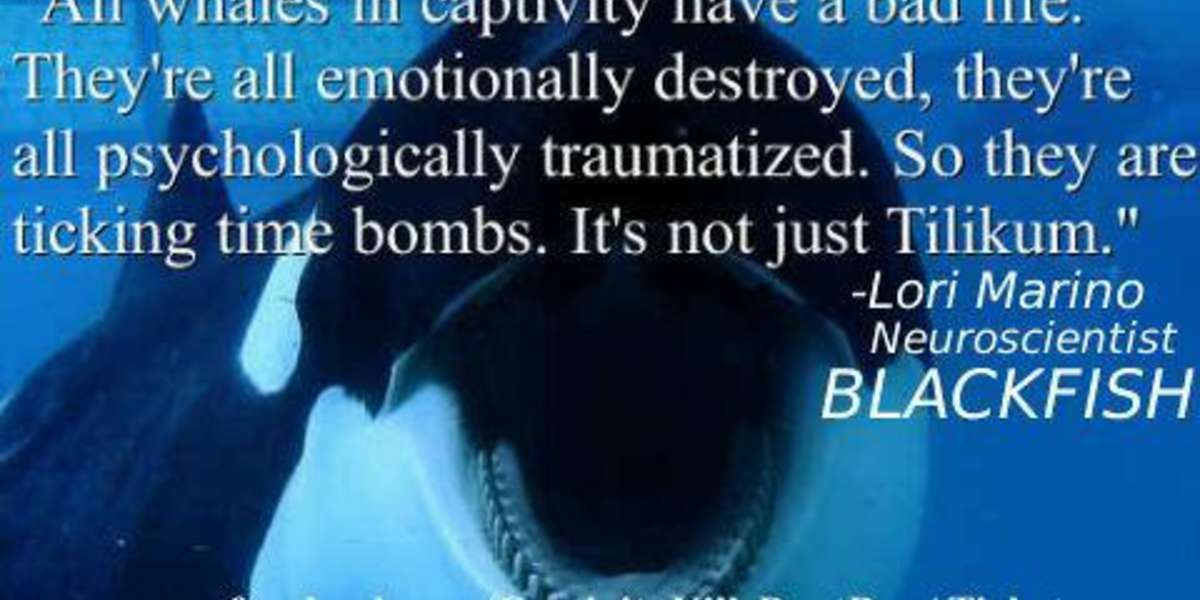 All whales in captivity have a bad life— It's not just Tilikum ~ LorI ...