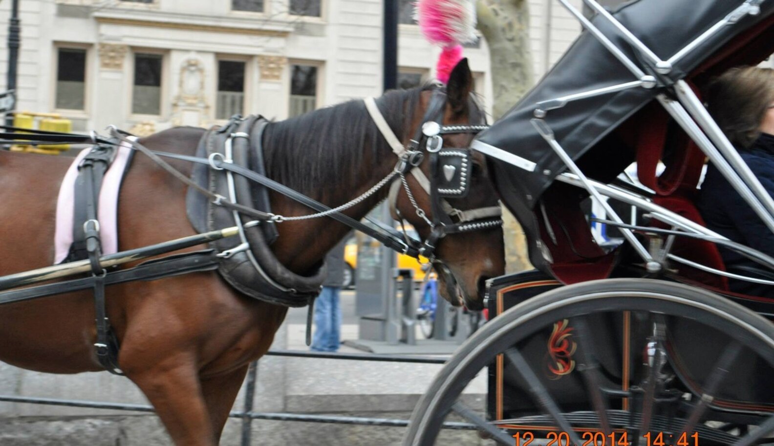 New York's Fix For Horse-Drawn Carriage Accidents Is A Bust - The Dodo
