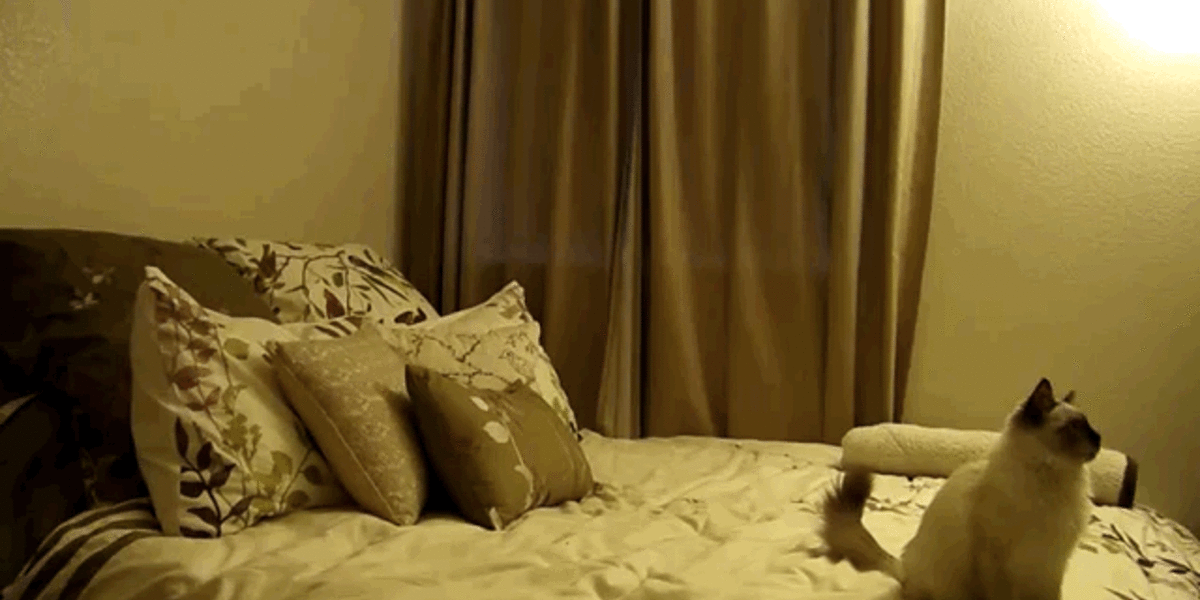 Gymnastically Inclined Cat Does Backflips While Playing Catch - The Dodo