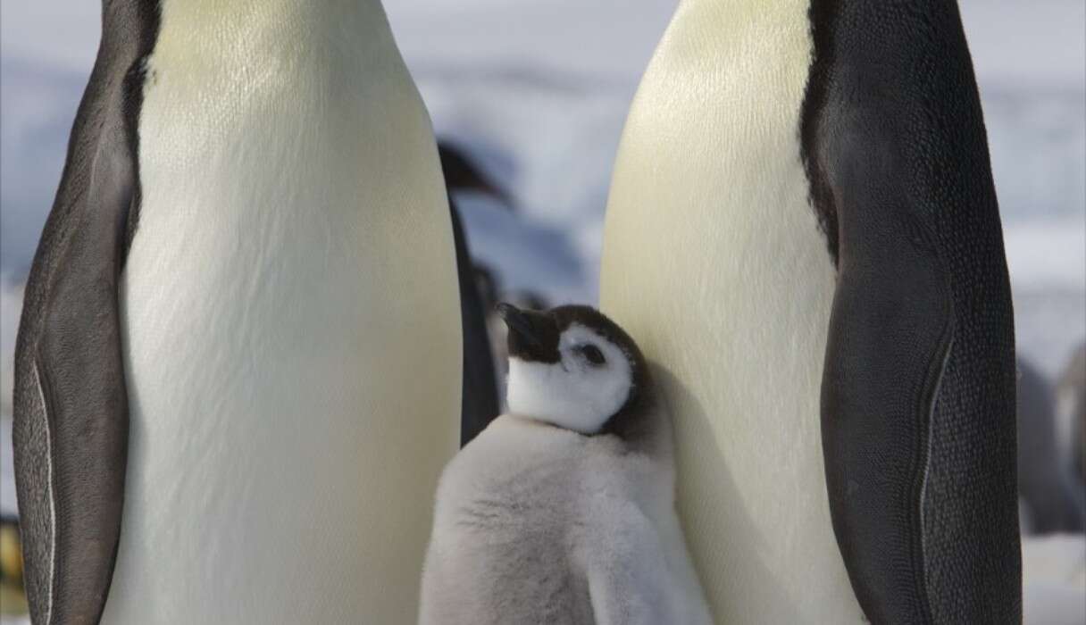 The 18 Best Penguin Species (All Of Them) - The Dodo